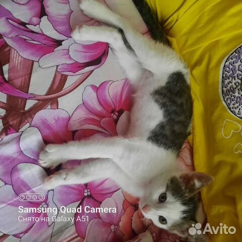 Котенок в добрые руки
