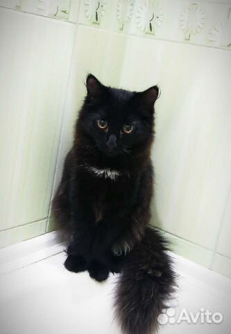 Котенок пушистый мальчик 5 месяцев