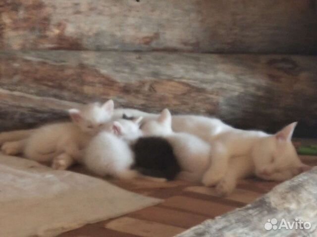 Котята в добрые руки бесплатно