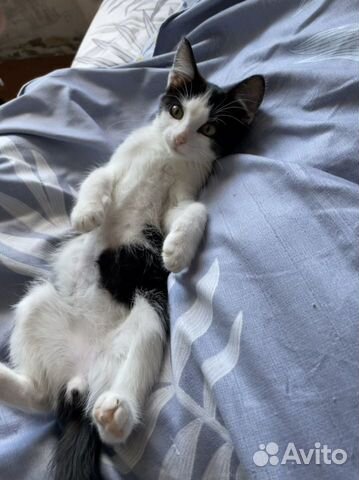 Котик как из рекламы