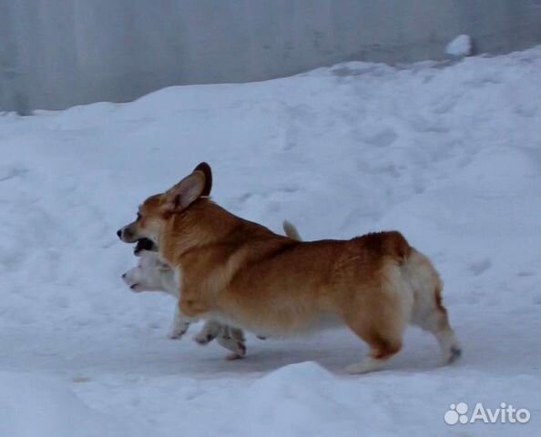 Вельш корги пемброк 1 год сука подрощенная
