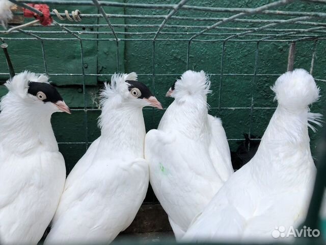 Голуби монахи