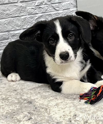 Вельш-корги кардиган