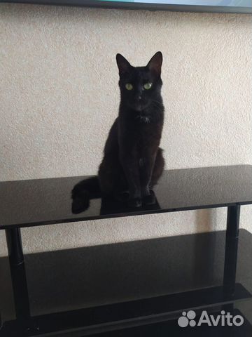 Ищем дом и добрые руки