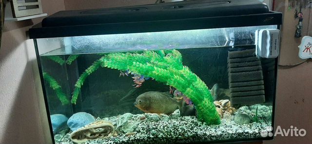 Аквариум с рыбками