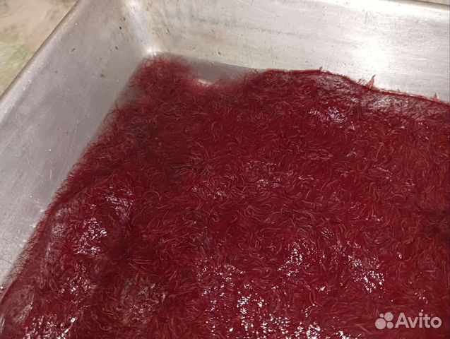 Трубочник живой,корм для аквариумных рыбок