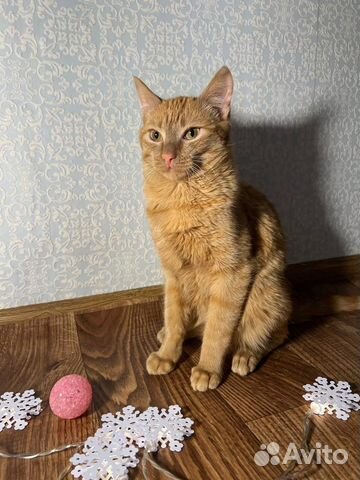 Активный рыжий кот Арсений ищет семью