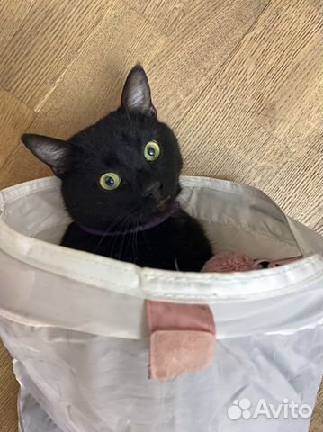 Кот в добрые руки