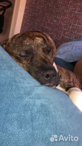 Вязка стаффордширский терьер