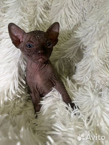 Канадский сфинкс