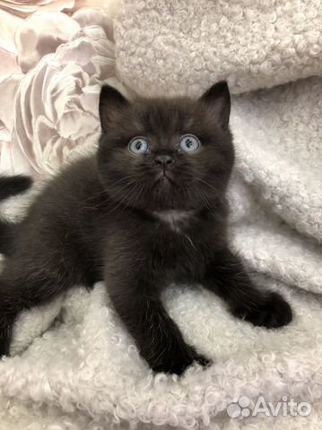 Британская