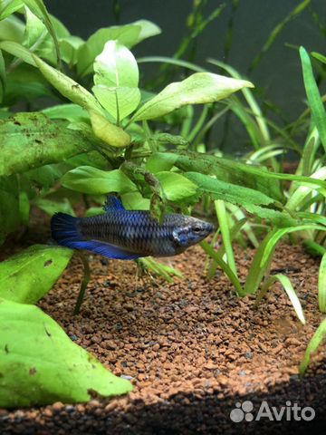 Рыбка петушок самка