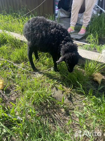 Курдючные бараны