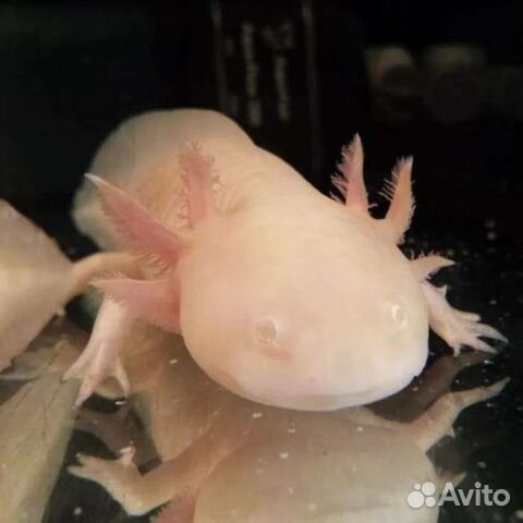 Аксолотль альбинос