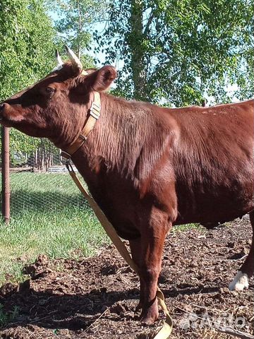 Телки стельные