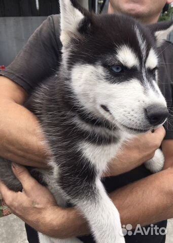 Сибирский хаски