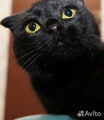 В добрые руки