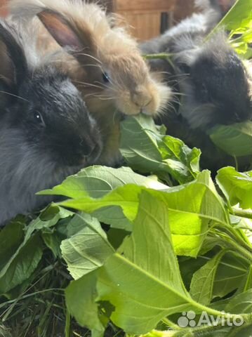 Немецкая ангора