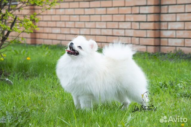 Белая девочка пом