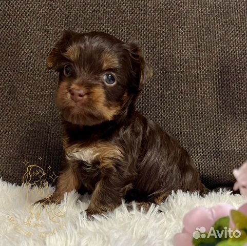 Йоркширский терьер,биро,бивер,шоколадный,мерле