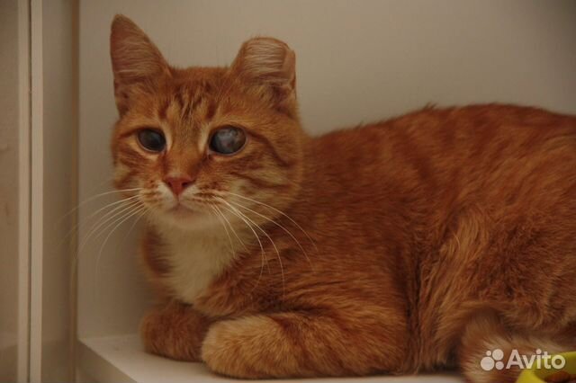 Сладкий котишка