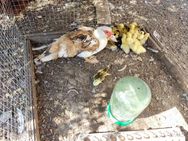 Утята, индоутята