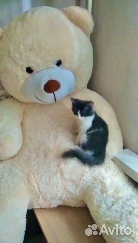 Котенок, мальчик, 2 мес