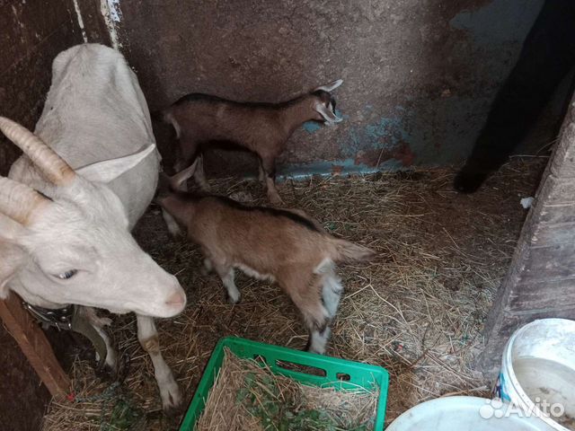 Альпийские козлята+мама