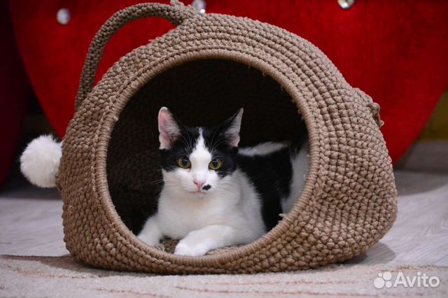 Красавица с мушкой в добрые руки