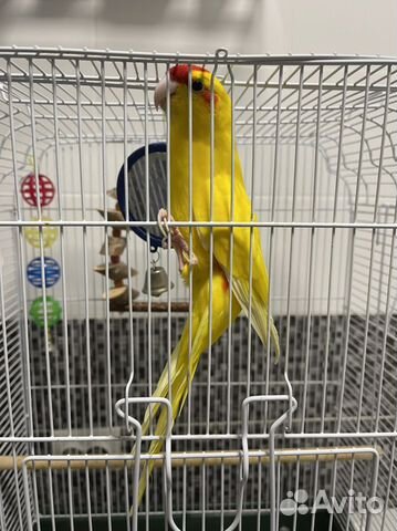 Попугай какарик