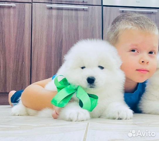 Щеночки Самоеда - Шикарные Мишки для Вас )