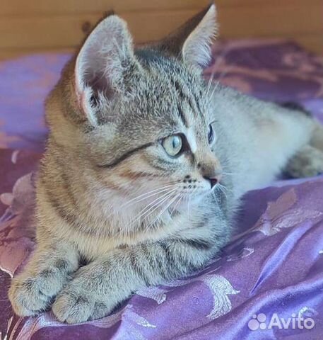 Мини Тигренок в добрые ручки