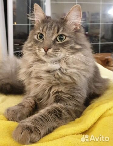 Метис сибирской кошки в добрые руки