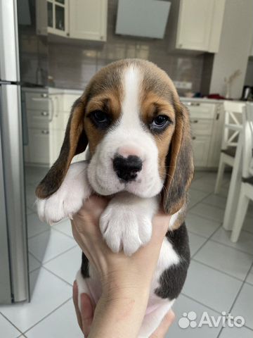 Собаки щенки бигль