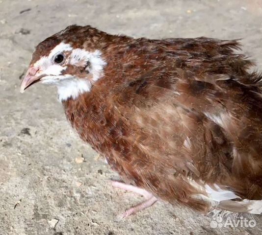 Перепела Селадон