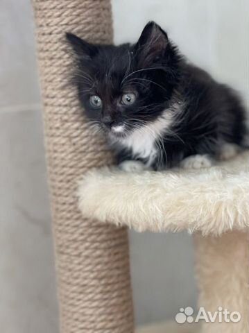 Котенок, кошечка 3 мес