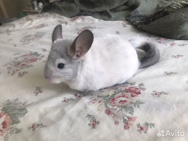 Шиншилла