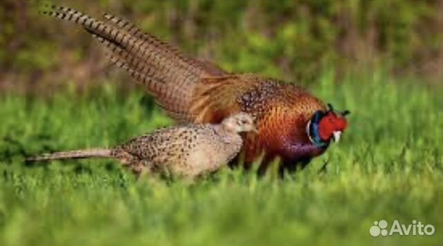 Семья фазанов румынов