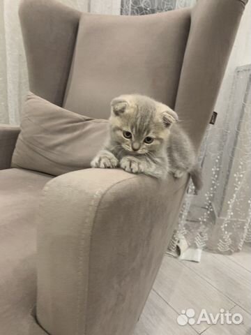 Шотландский вислоухий мальчик