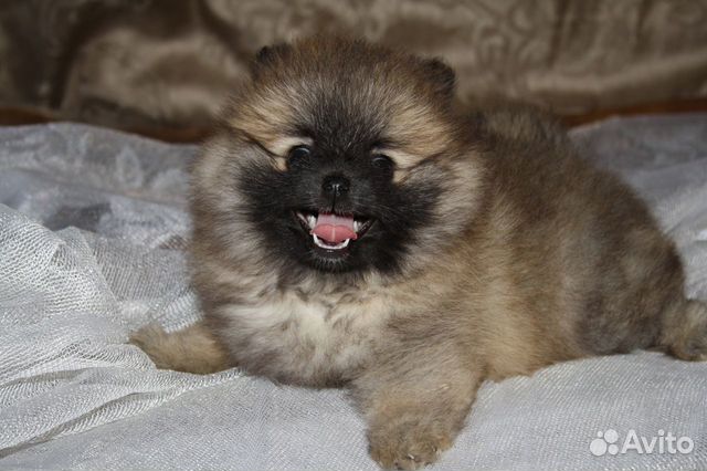 Продажа щенка померанского шпица