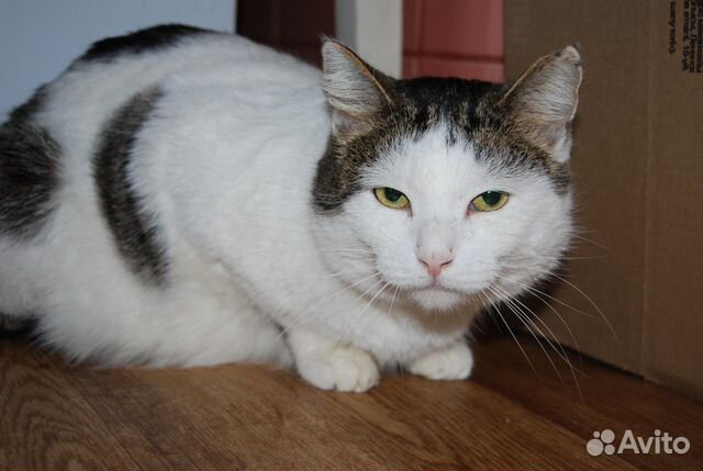 Барсик нуждается в Вас