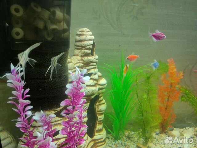 Аквариумные рыбки отдам бесплатно
