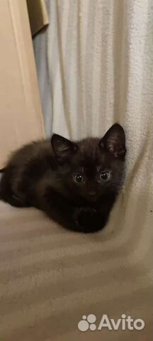 Котëнок девочка