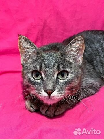 Савелий (7 мес.) серебристый парень в поисках дома