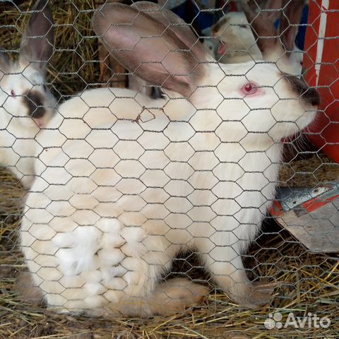 Колифорнийские кролики