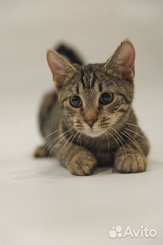 Котенок 4,5 мес