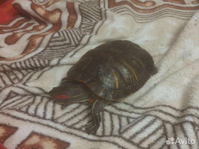 Красноухая черепаха