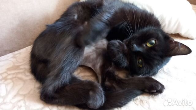 Кому котейку