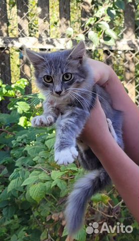 Котятки замерзнут в СНТ