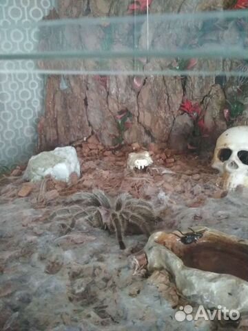 Паук-птицеед в аквариуме